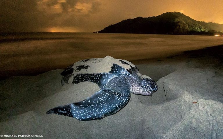 Trinidad's Leatherbacks - Divers Alert Network
