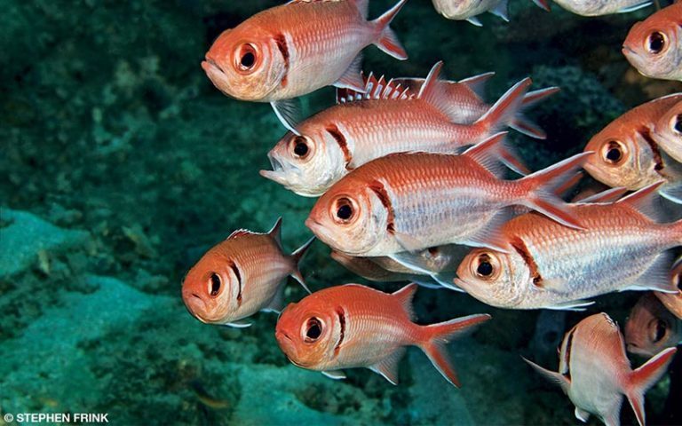 Dominica: Above and Below the Nature Isle - Divers Alert Network