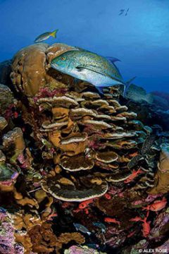 Clipperton: A Plastic Paradise - Divers Alert Network