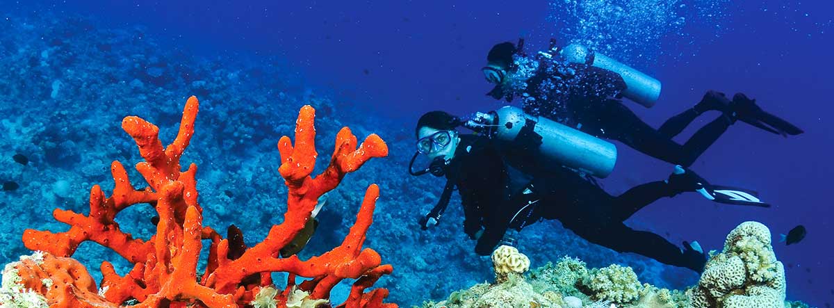 Chapter 1: Basics of Your Heart & Circulatory System - Divers Alert Network