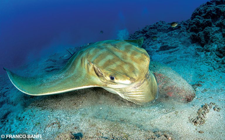 Tenerife - Divers Alert Network