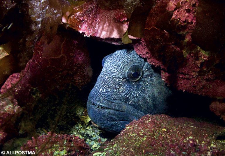 Newfoundland - Divers Alert Network