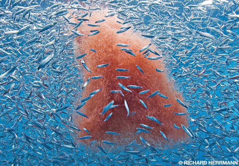 Krill - Divers Alert Network