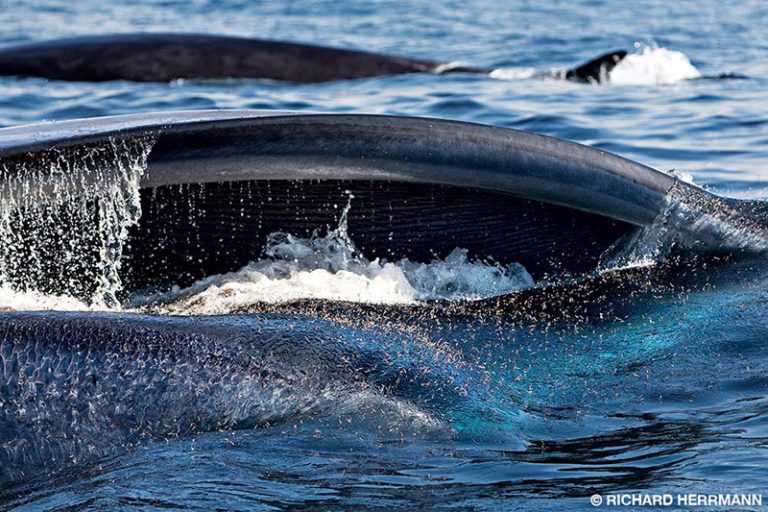 Krill - Divers Alert Network