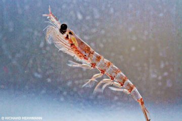 Krill - Divers Alert Network