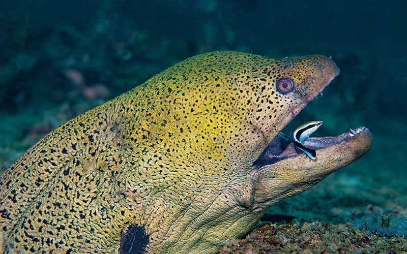 Well, This Bites: Prevention & Treatment of Marine Bites - Divers Alert ...