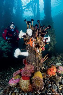 Keystone Jetty, Washington - Divers Alert Network