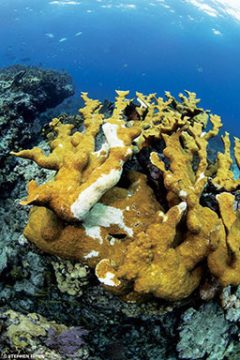 Sunscreen Pollution - Divers Alert Network