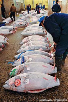 Tuna: Super Fish - Divers Alert Network