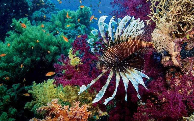 The Southern Red Sea - Divers Alert Network