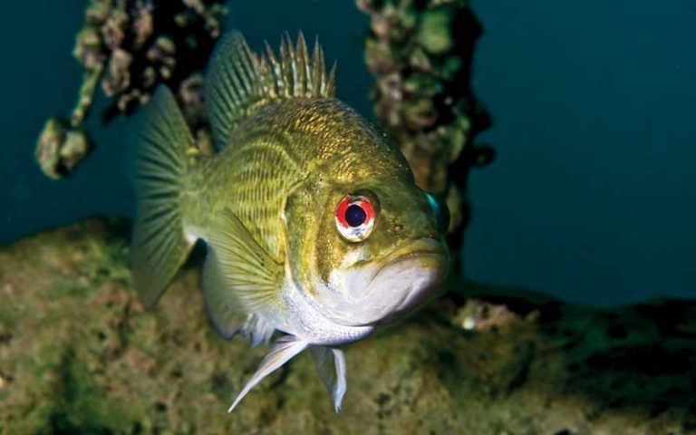 The Quarries of Northwest Ohio - Divers Alert Network