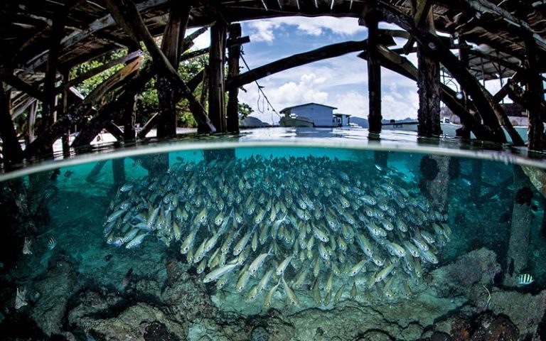The Curious Life Beneath Piers and Docks - Divers Alert Network