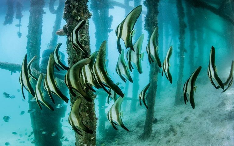 The Curious Life Beneath Piers and Docks - Divers Alert Network