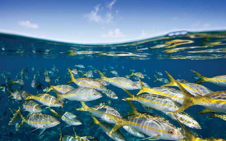 Bahamas Dive Diversity - Divers Alert Network