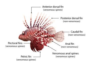 Lionfish Awareness - Divers Alert Network