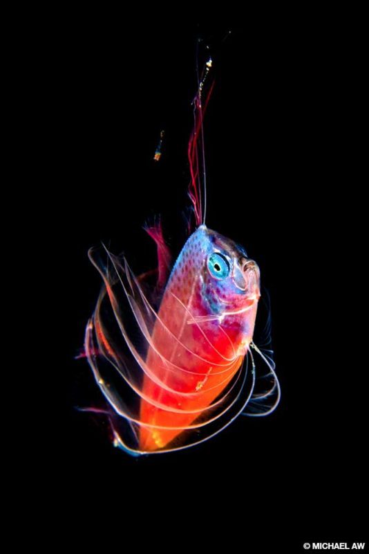 Michael Aw Photo Gallery - Divers Alert Network