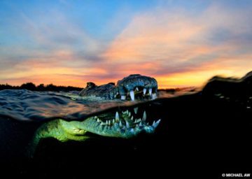 Michael Aw Photo Gallery - Divers Alert Network