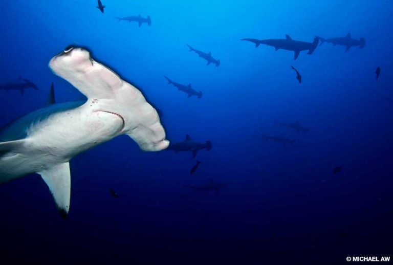 Michael Aw Photo Gallery - Divers Alert Network