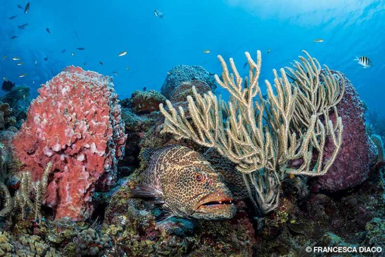 An Insider’s Guide to Roatán - Divers Alert Network