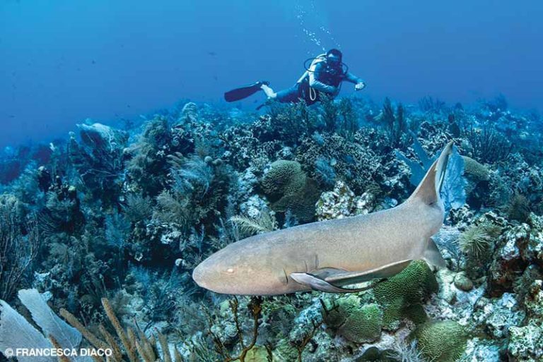 An Insider’s Guide to Roatán - Divers Alert Network