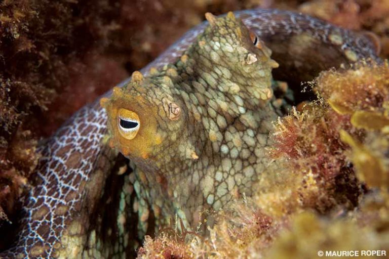 Seeking an Octopus in the Wild - Divers Alert Network