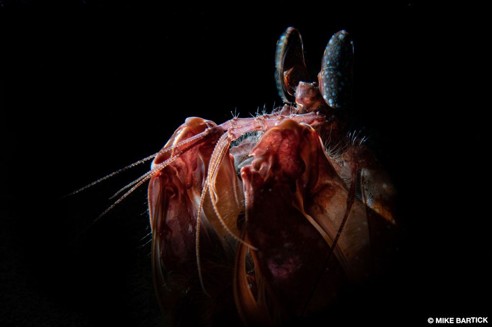 Mike Bartick: Blackwater Beckons - Divers Alert Network