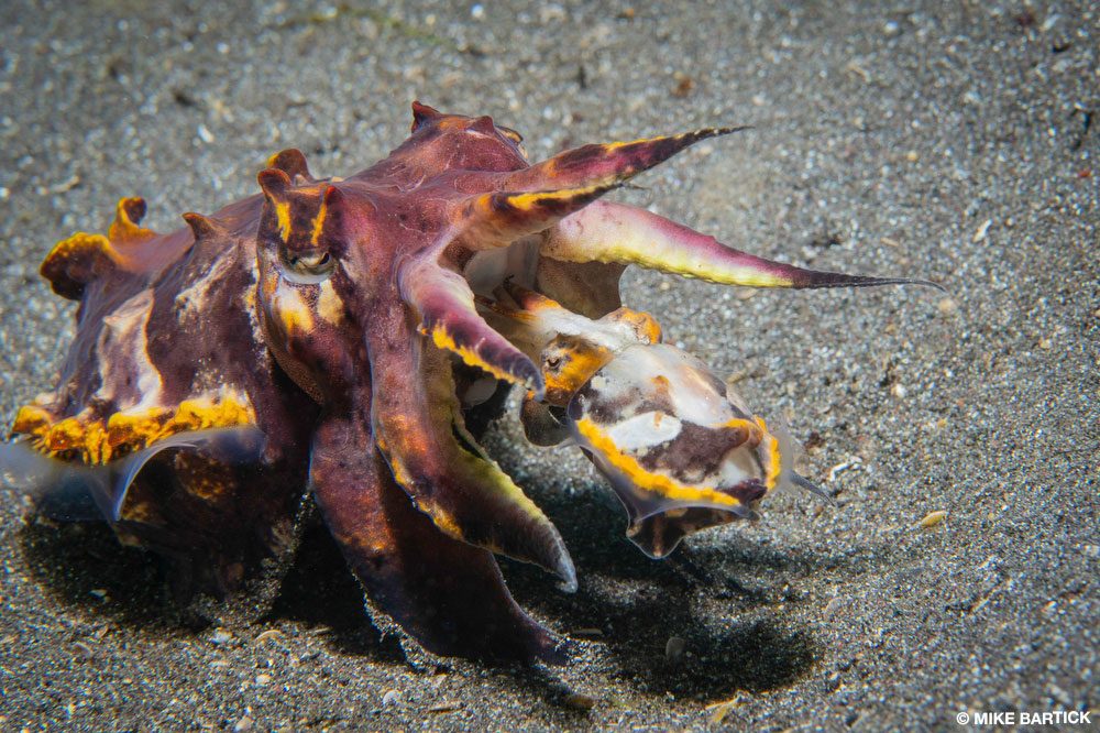 Mike Bartick: Blackwater Beckons - Divers Alert Network