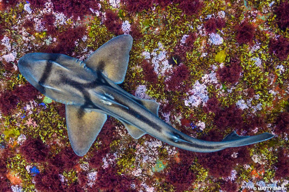 Matty Smith: In Two Worlds - Divers Alert Network