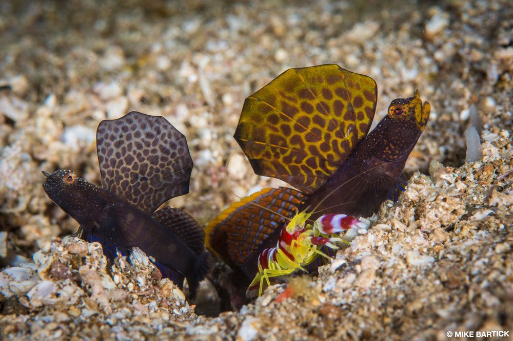 Mike Bartick: Blackwater Beckons - Divers Alert Network