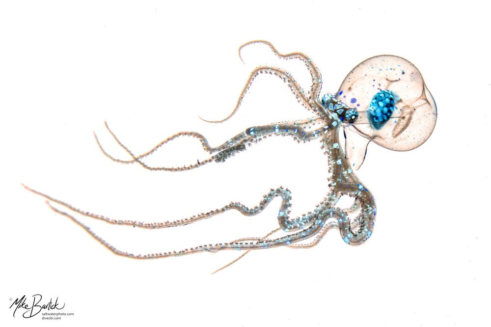 Mike Bartick: Blackwater Beckons - Divers Alert Network