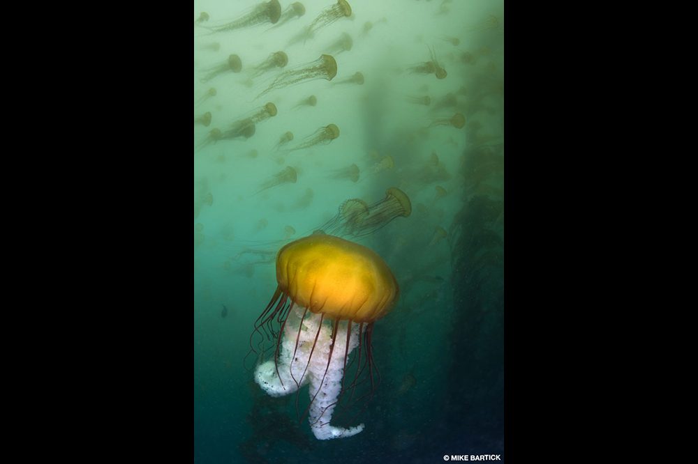 Mike Bartick: Blackwater Beckons - Divers Alert Network