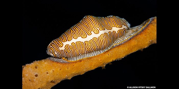 Saba - Divers Alert Network