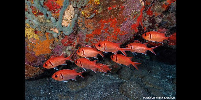 Saba - Divers Alert Network