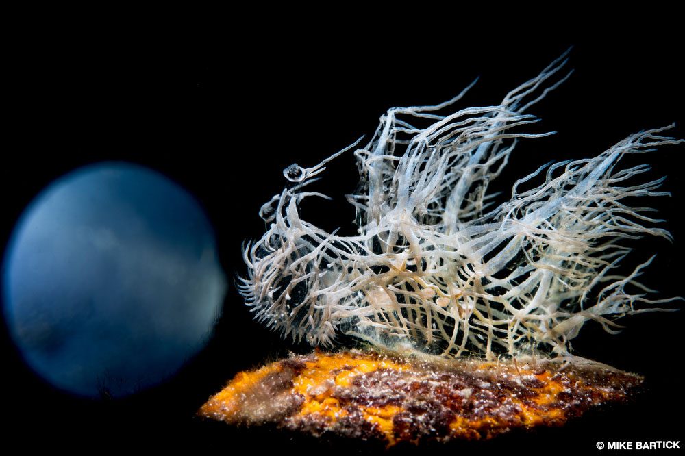 Mike Bartick: Blackwater Beckons - Divers Alert Network