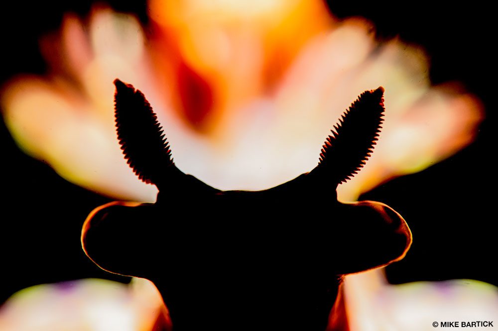 Mike Bartick: Blackwater Beckons - Divers Alert Network