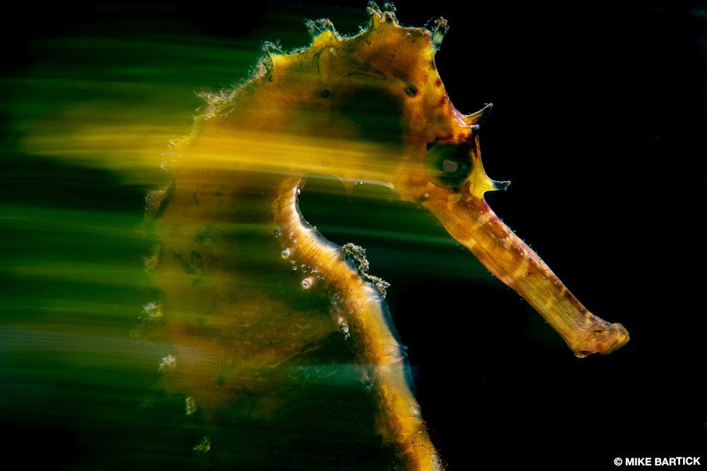 Mike Bartick: Blackwater Beckons - Divers Alert Network