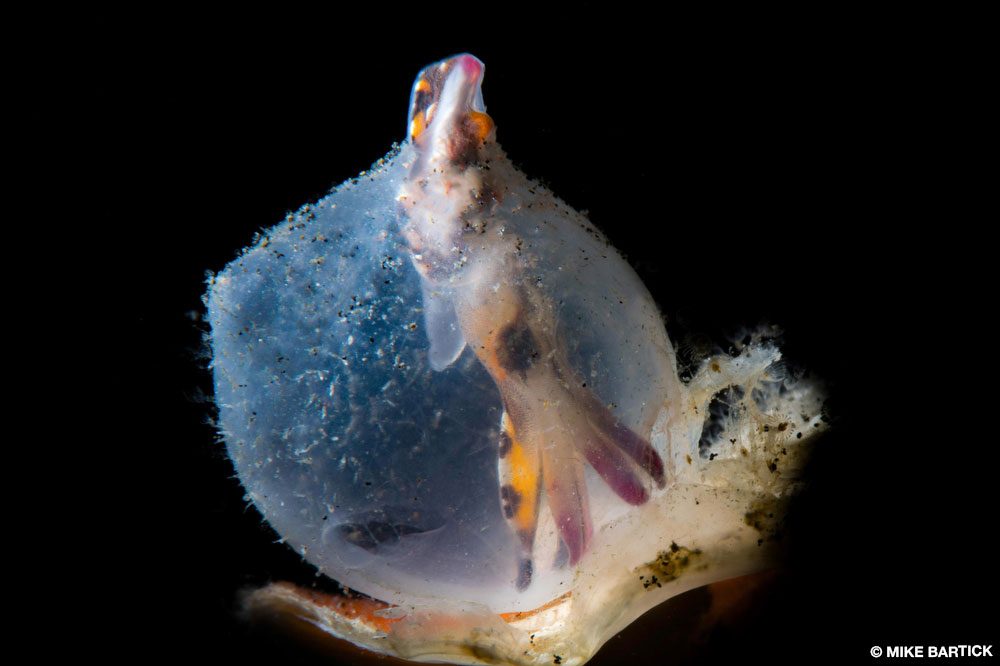 Mike Bartick: Blackwater Beckons - Divers Alert Network