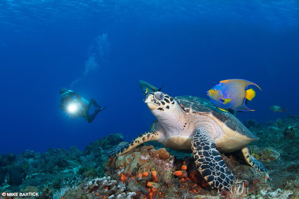 Mike Bartick: Blackwater Beckons - Divers Alert Network