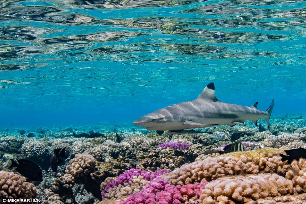 Mike Bartick: Blackwater Beckons - Divers Alert Network