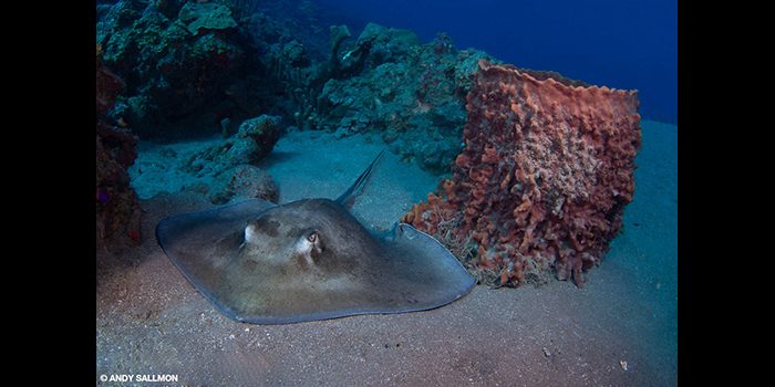 Saba - Divers Alert Network