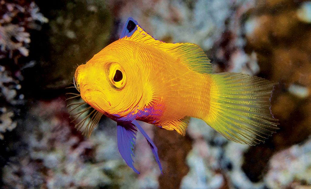 Encounters Archives - Divers Alert Network