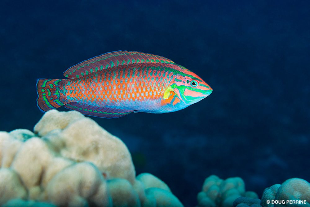 Protecting Hawai‘i’s Fishes - Divers Alert Network