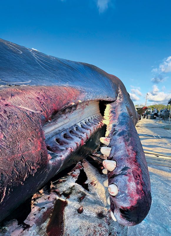 The Ocean Less Traveled - Divers Alert Network