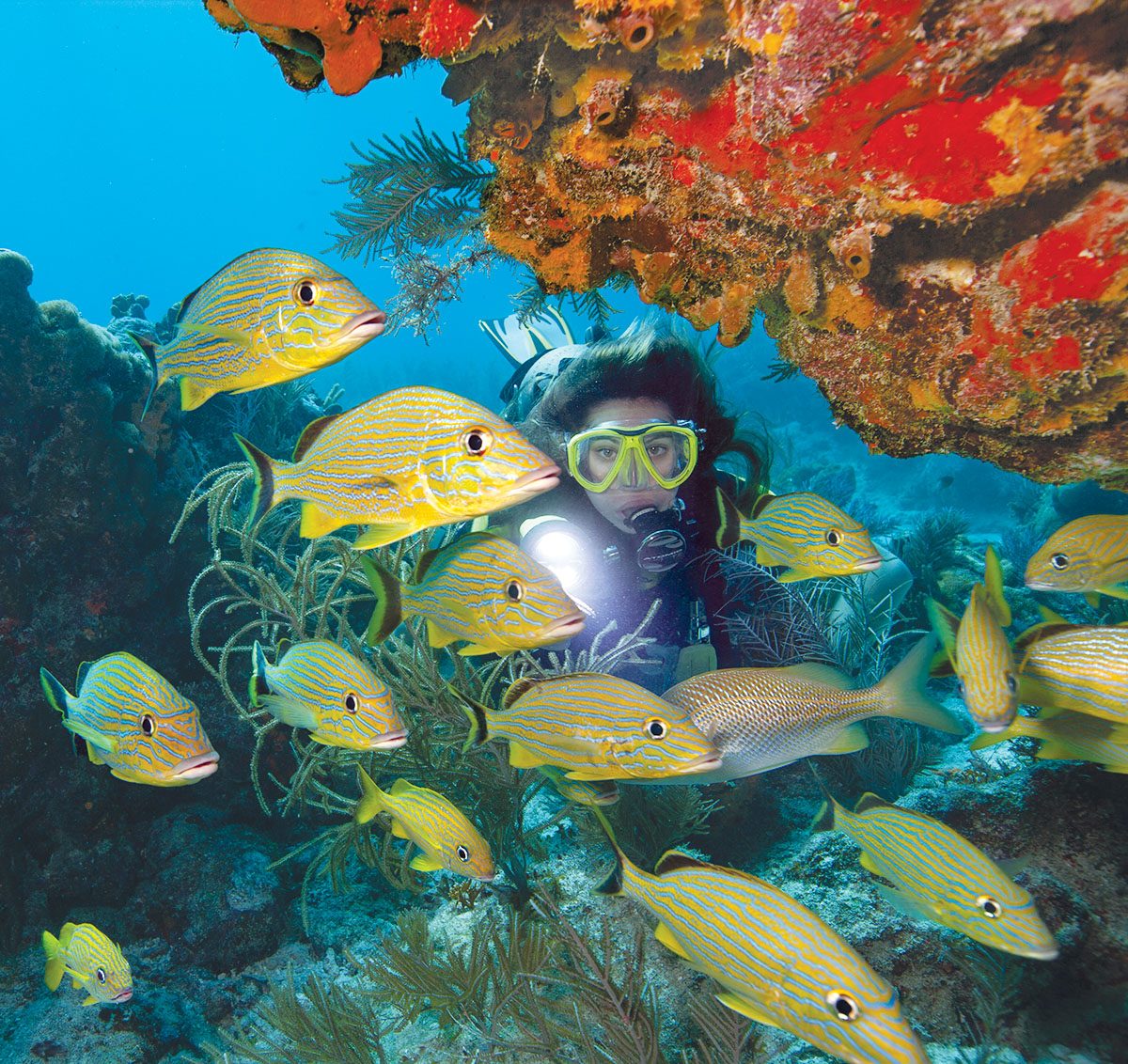 The Dive Light: A Tool for All Divers - Divers Alert Network