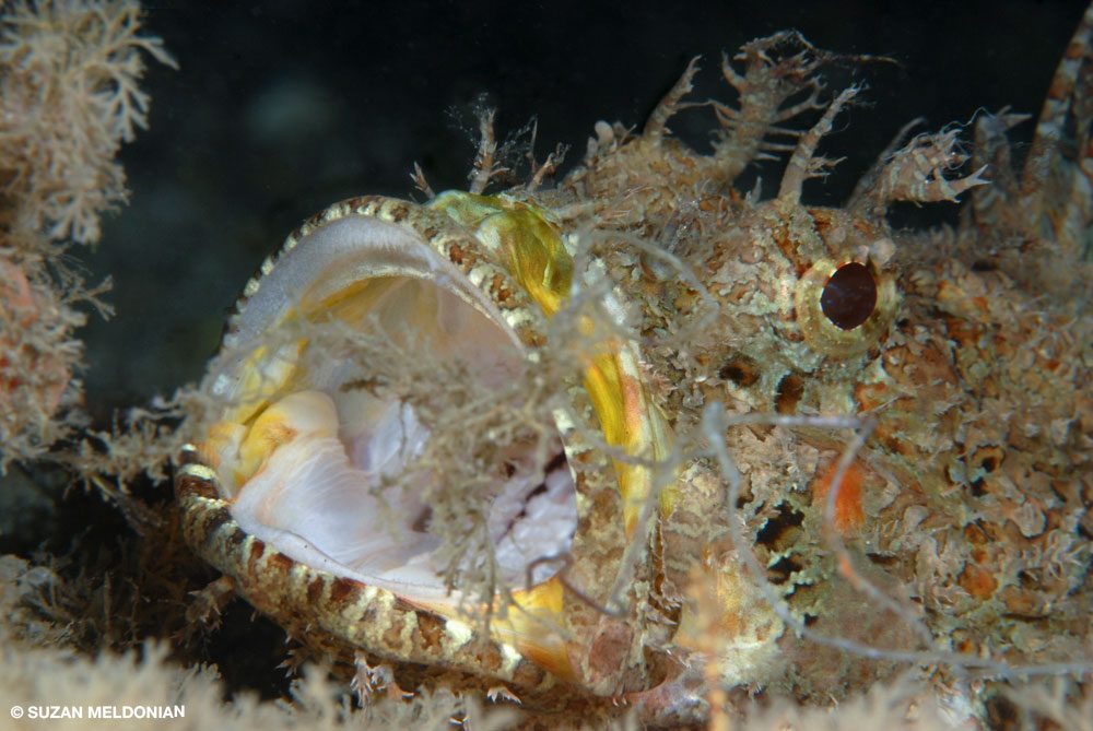 Speak of the Spiny Devilfish - Divers Alert Network
