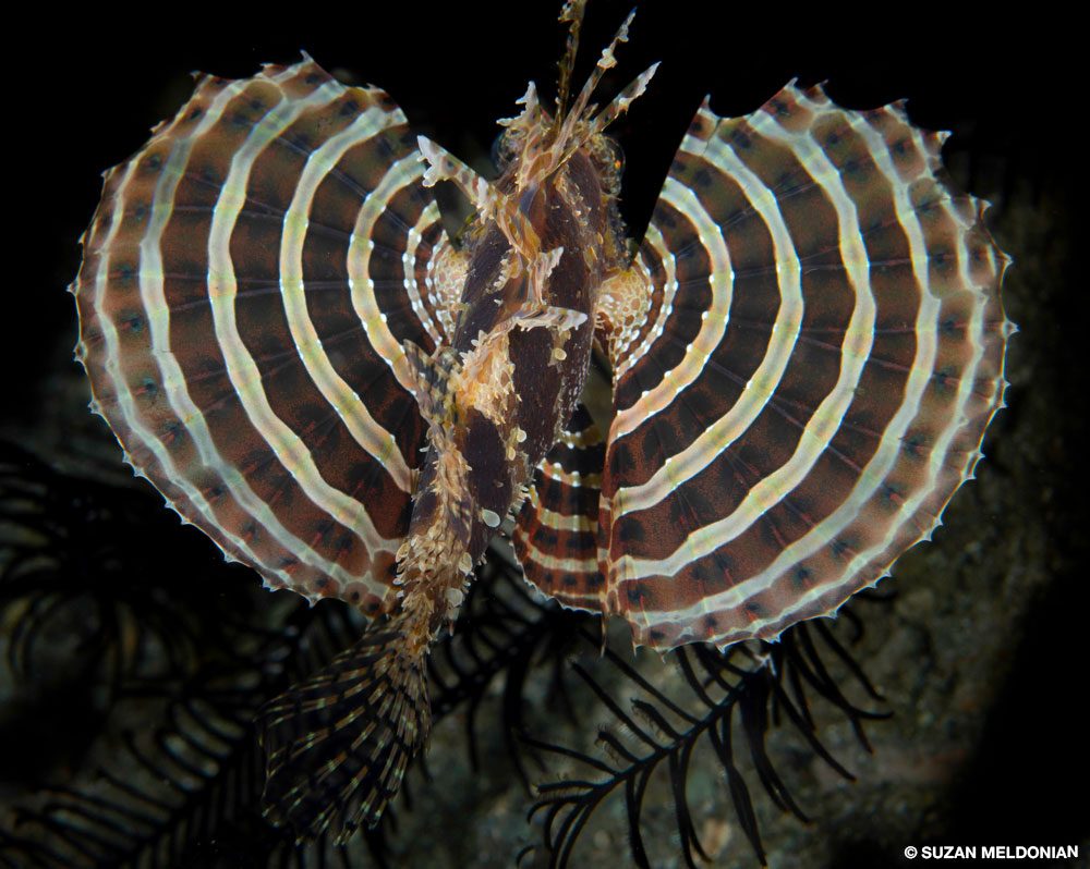 Speak of the Spiny Devilfish - Divers Alert Network