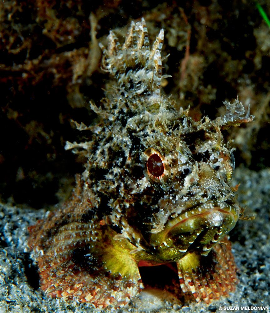 Speak of the Spiny Devilfish - Divers Alert Network