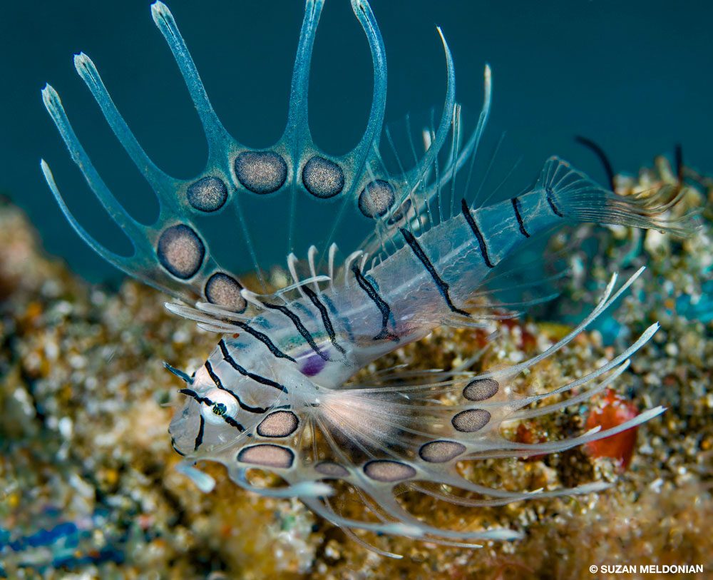 Speak of the Spiny Devilfish - Divers Alert Network