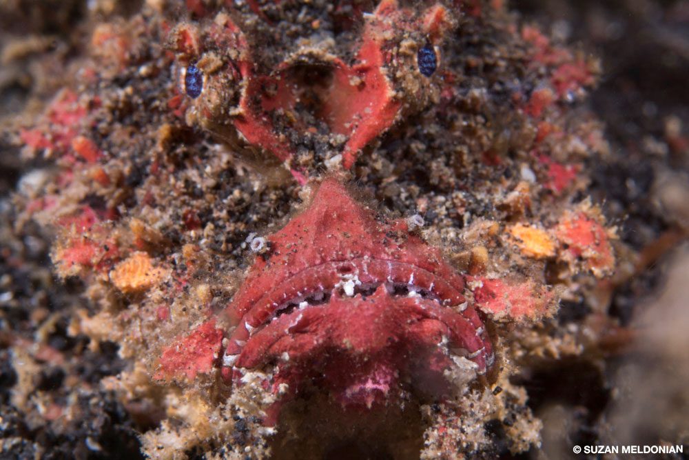 Speak of the Spiny Devilfish - Divers Alert Network