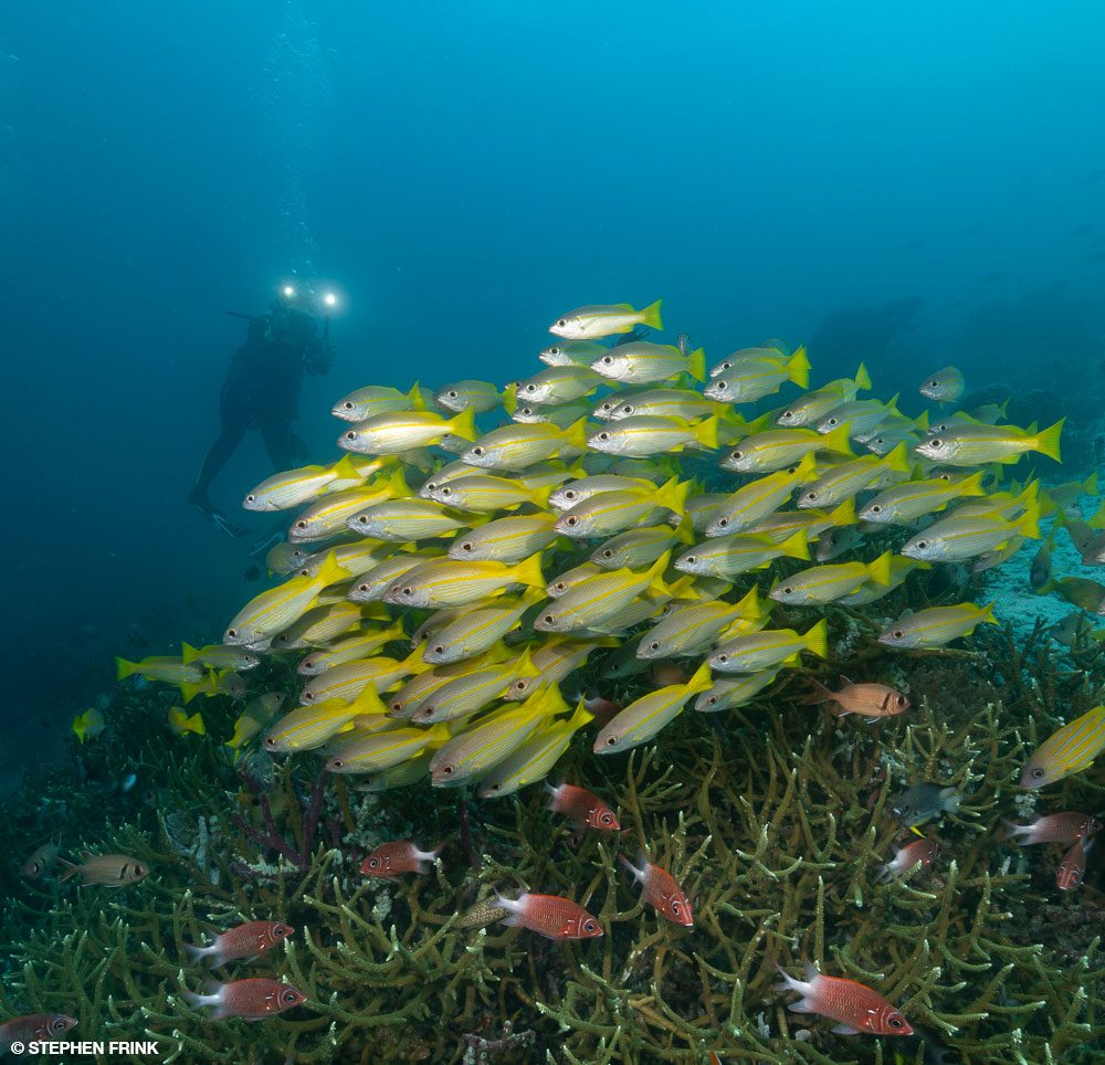 Misool Foundation - Divers Alert Network